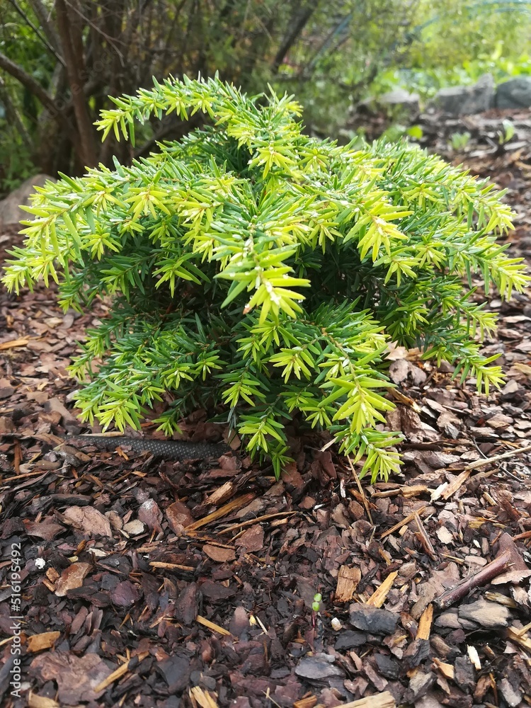 groundcover low-growing variety of coniferous shrub. Tsuga canadensis ...