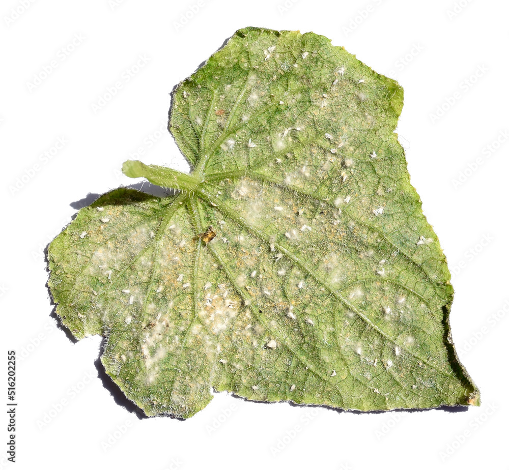 Cucumber leaf damaged by Silverleaf whitefly, Bemisia tabaci (Hemiptera ...