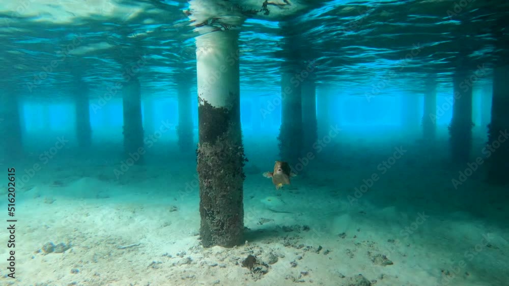 One meter long Starry Puffer fish Arothron stellatus swimming under a ...