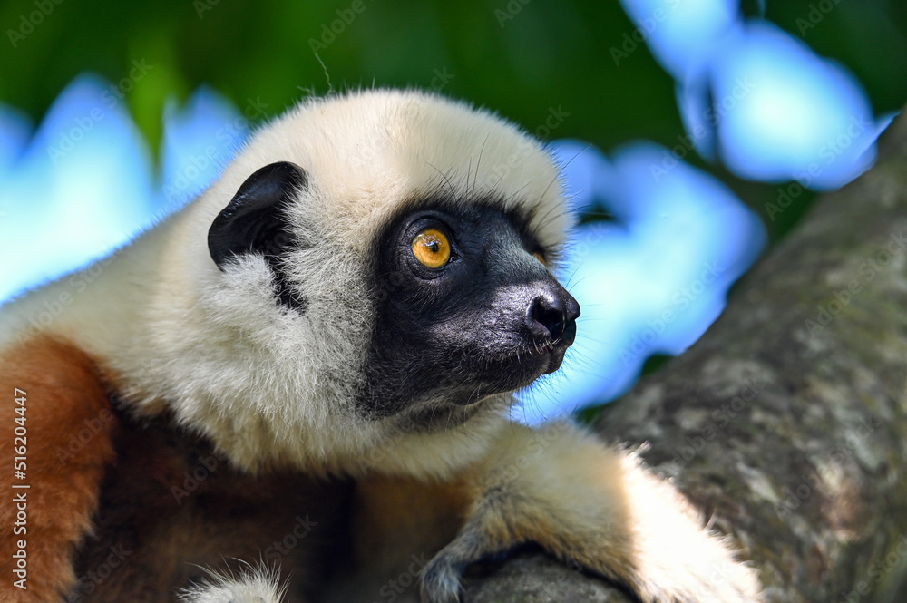 Coquerel sifaka lemur (Propithecus coquereli) – portrait, Madagascar ...