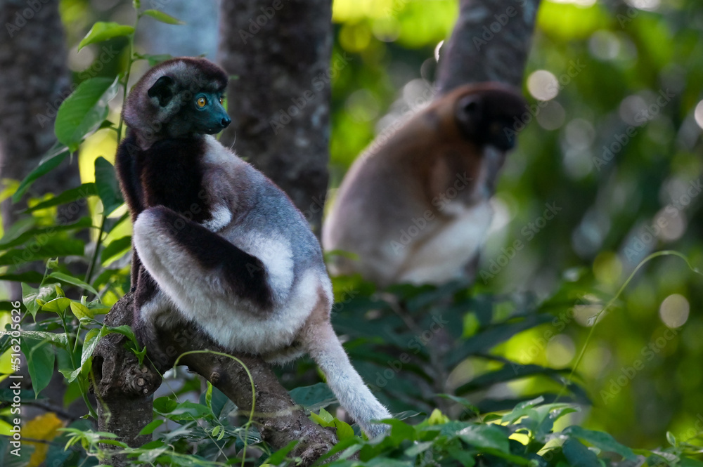 Crowned sifaka lemur (Propithecus coronatus) – portrait, , Madagascar ...