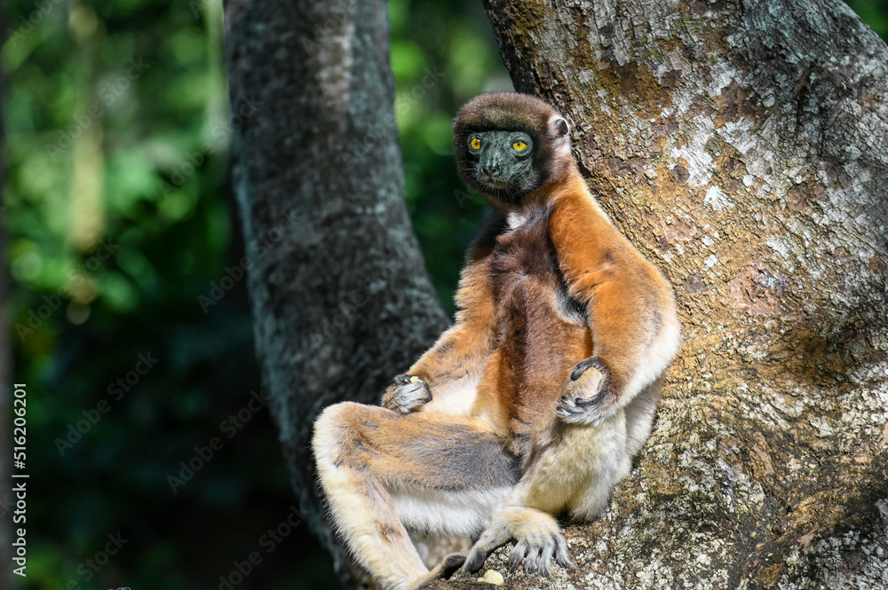 Crowned sifaka lemur (Propithecus coronatus) – portrait, , Madagascar ...