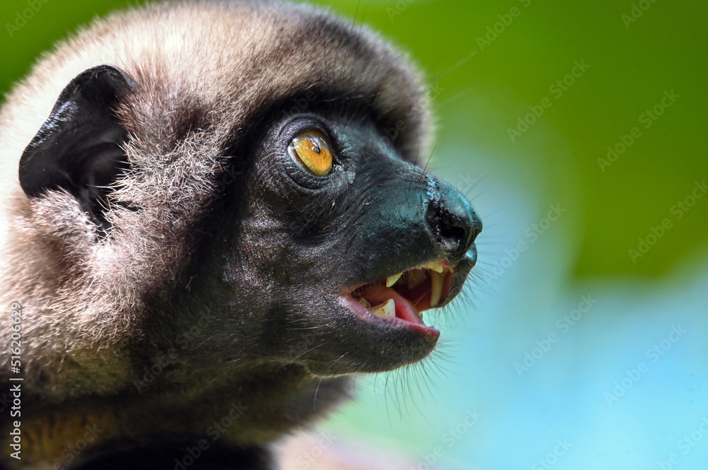 Crowned sifaka lemur (Propithecus coronatus) – portrait, , Madagascar ...