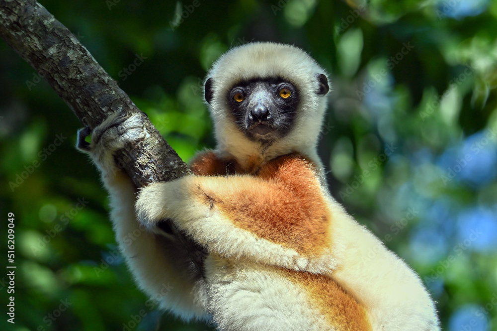 Coquerel sifaka lemur (Propithecus coquereli) – portrait, Madagascar ...