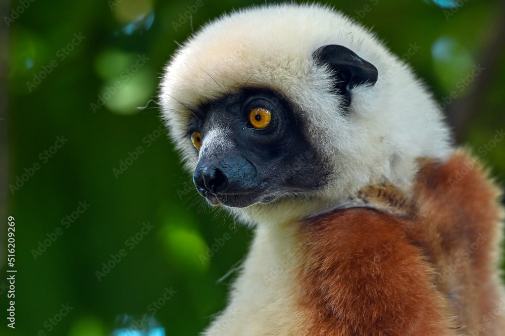 Coquerel sifaka lemur (Propithecus coquereli) – portrait, Madagascar ...