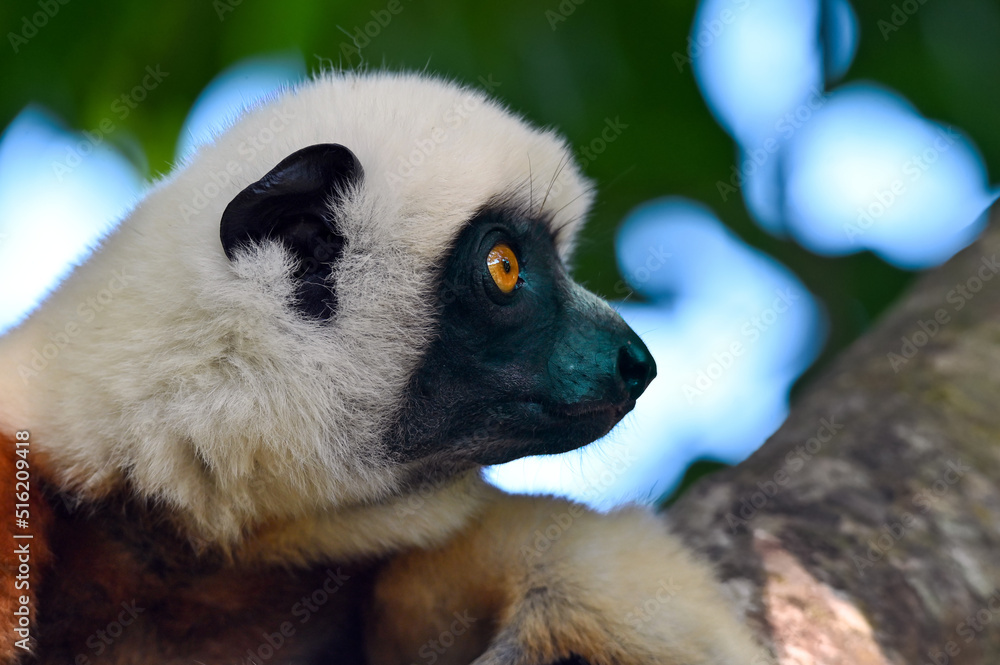 Coquerel sifaka lemur (Propithecus coquereli) – portrait, Madagascar ...