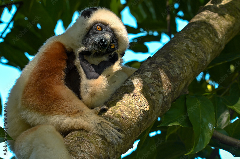 Coquerel sifaka lemur (Propithecus coquereli) – portrait, Madagascar ...