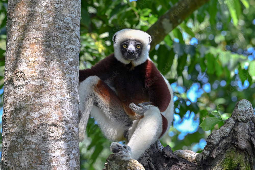 Coquerel sifaka lemur (Propithecus coquereli) – portrait, Madagascar ...