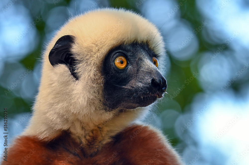 Coquerel sifaka lemur (Propithecus coquereli) – portrait, Madagascar ...