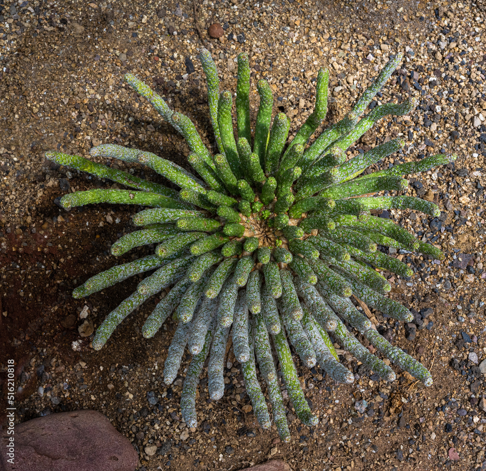 Euphorbia esculenta is a plant species from the genus spurge (Euphorbia ...