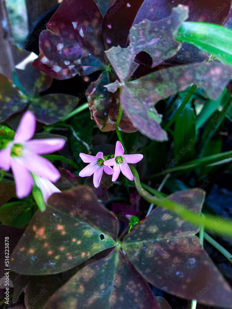 The Oxalis latifolia (oxalidaceae) is a plant that is not only ...