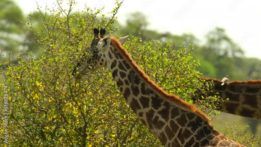 Close-up of a pair of giraffes, side view of the necks of giraffes ...