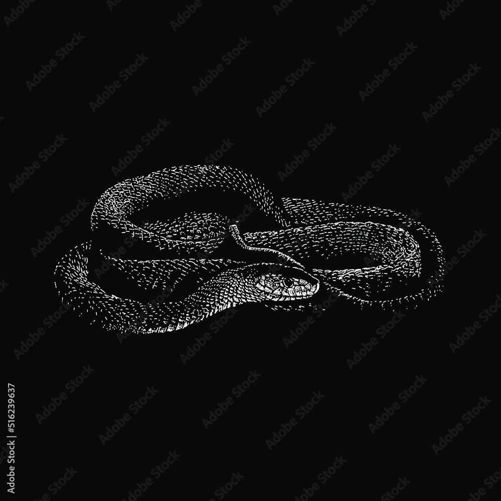 Eastern Green Mamba hand drawing vector illustration isolated on black ...