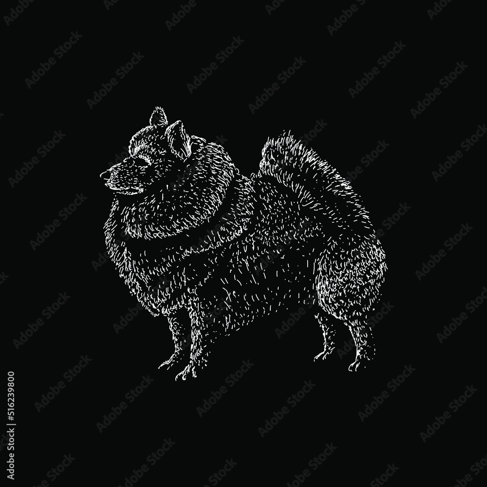 Japanese Spitz hand drawing vector illustration isolated on black ...