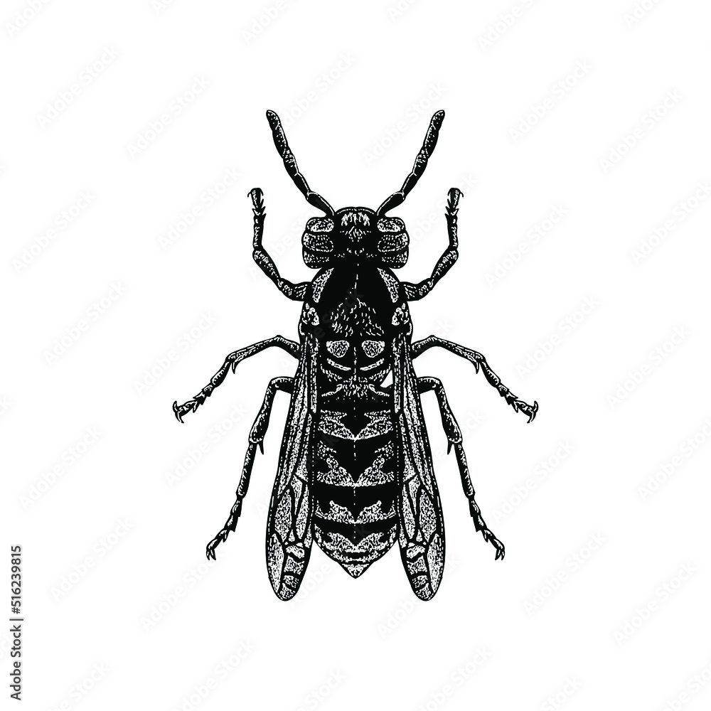 wasp hand drawing vector illustration isolated on background Stock ...