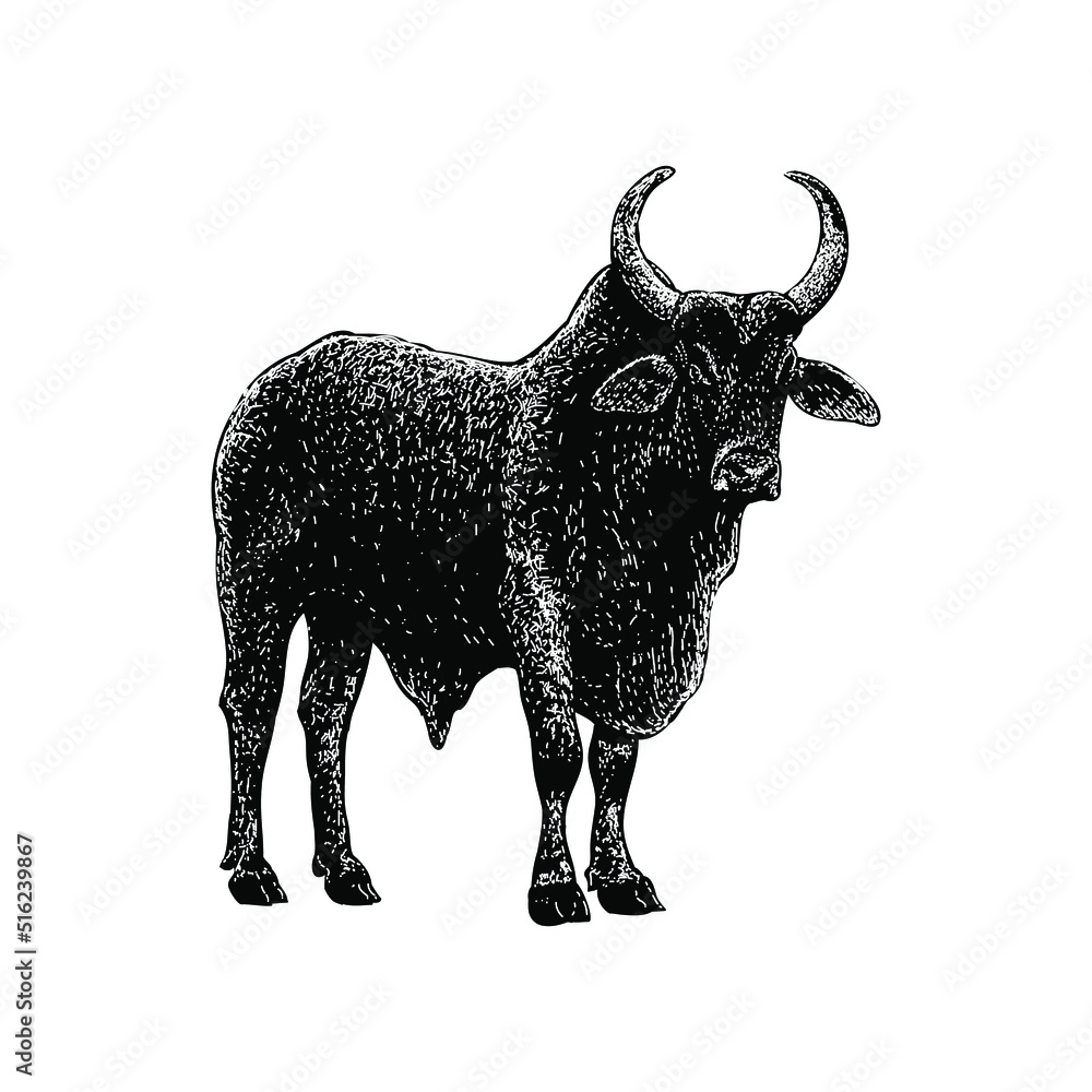 Zebu hand drawing vector illustration isolated on black background ...