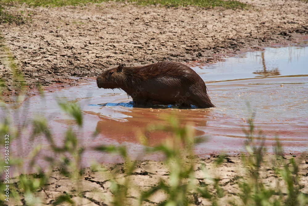 Poster Capybara, hydrochoerus hydrochaeris, largest living rodent ...