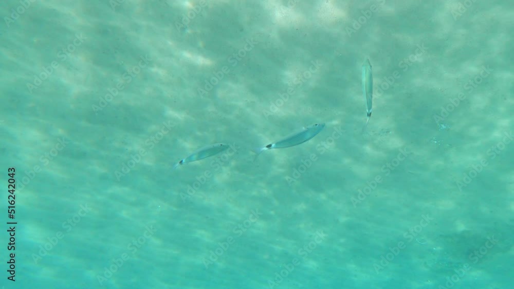 Oblada melanura, gray fish with dot on their tail swim in clear ...