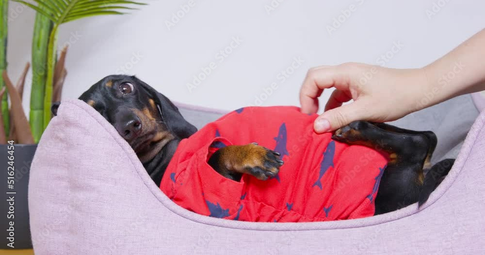 Hand of owner strokes fat tummy of black dachshund dog in red t-shirt ...