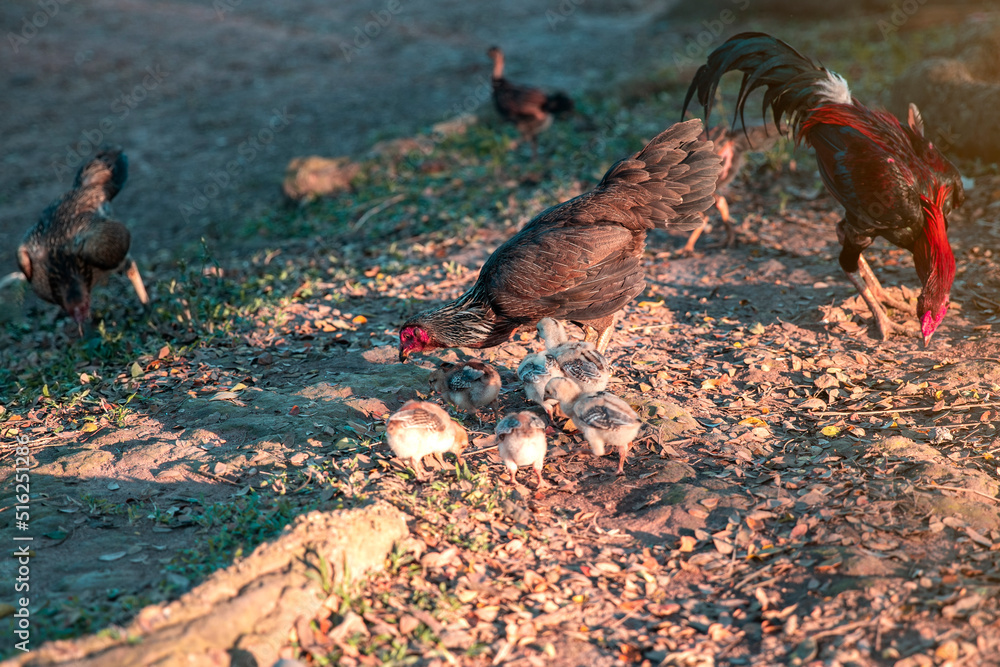 Captured Fighting Asil Male and Female Chicken Hens and Cocks eating ...