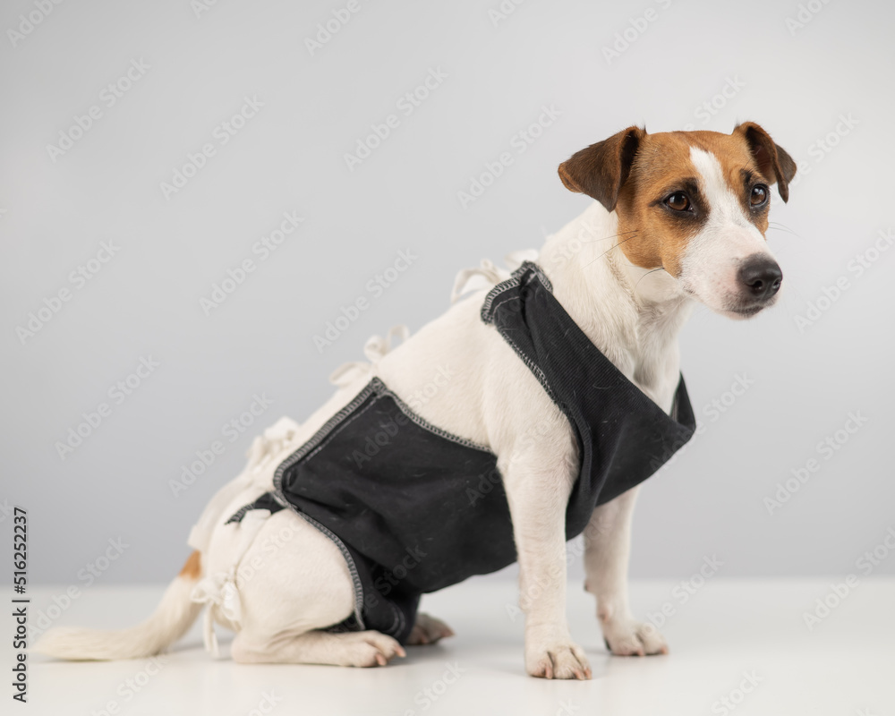 Photo & Art Print Jack Russell Terrier in post-op blanket after female ...