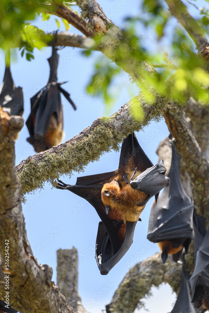 Giant fruit bats roosting in the daytime close-up shot. hanging upside ...