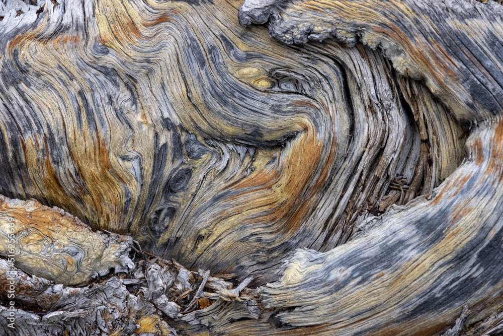 Weathered Wood Grain Texture of a Dead Tree Stock Photo | Adobe Stock