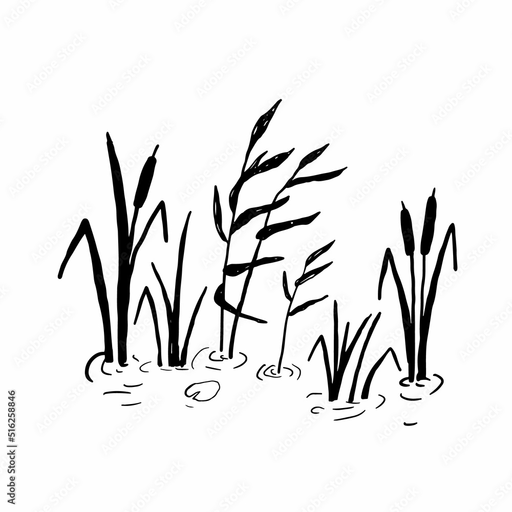Vetor de Black silhouette of reeds in swamp or pond. Vector doodle ...