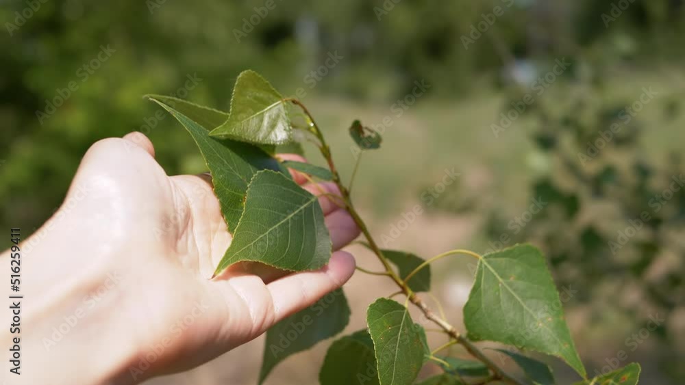 Vídeo do Stock: Female Hand Touching a Branch with Green Poplar Leaves ...