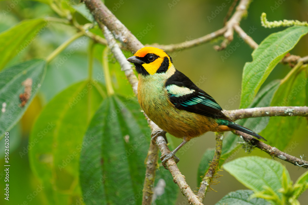 Flame-faced Tanager - Tangara parzudakii family Thraupidae, bird ...
