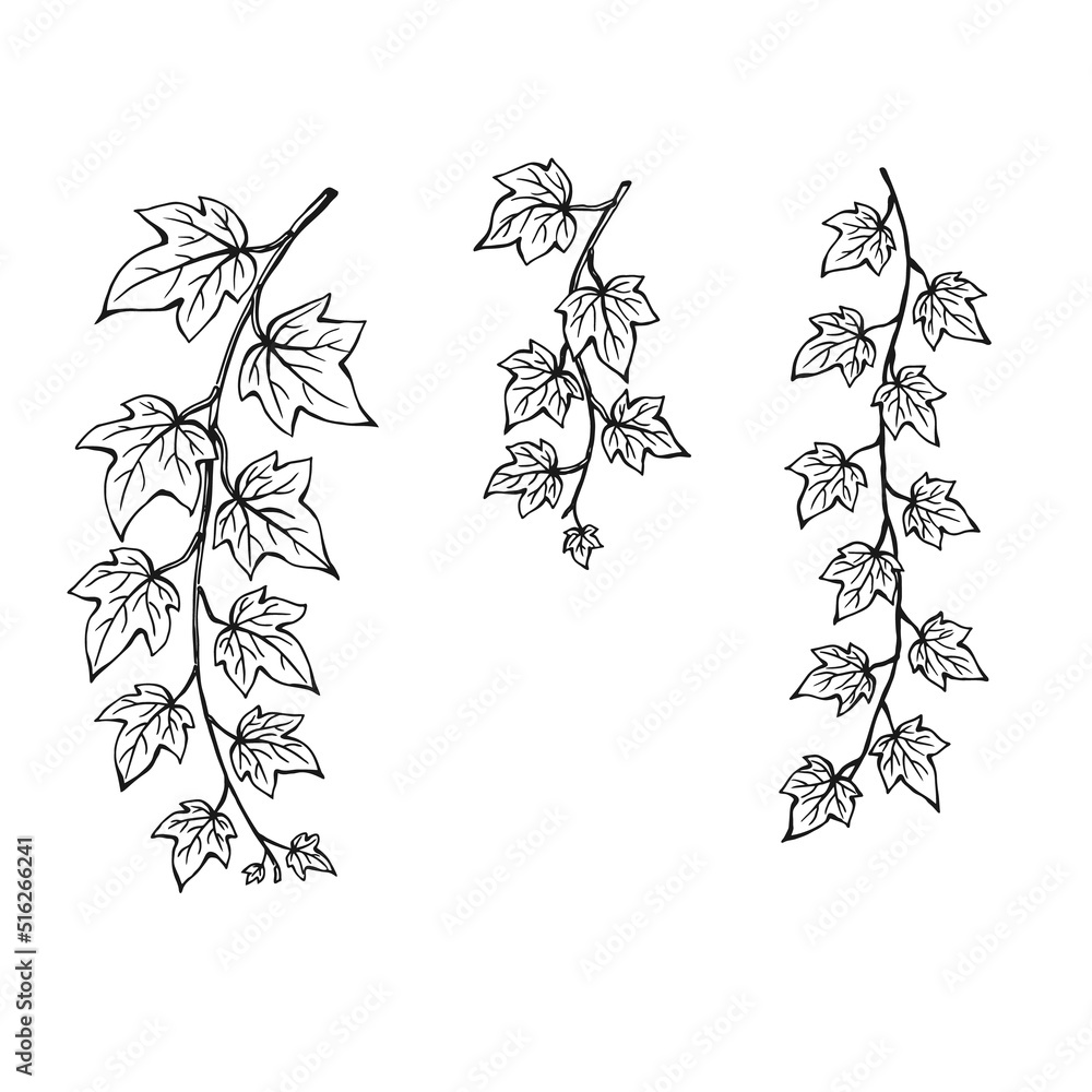 Set of ivy leaves. Hand drawn illustration converted to vector. Stock Vector | Adobe Stock