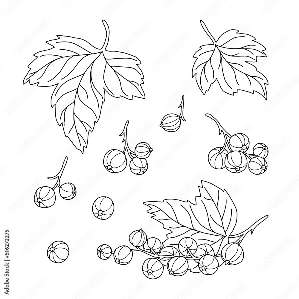 Set of currant berries and leaves. Hand-drawn outline drawing with ...