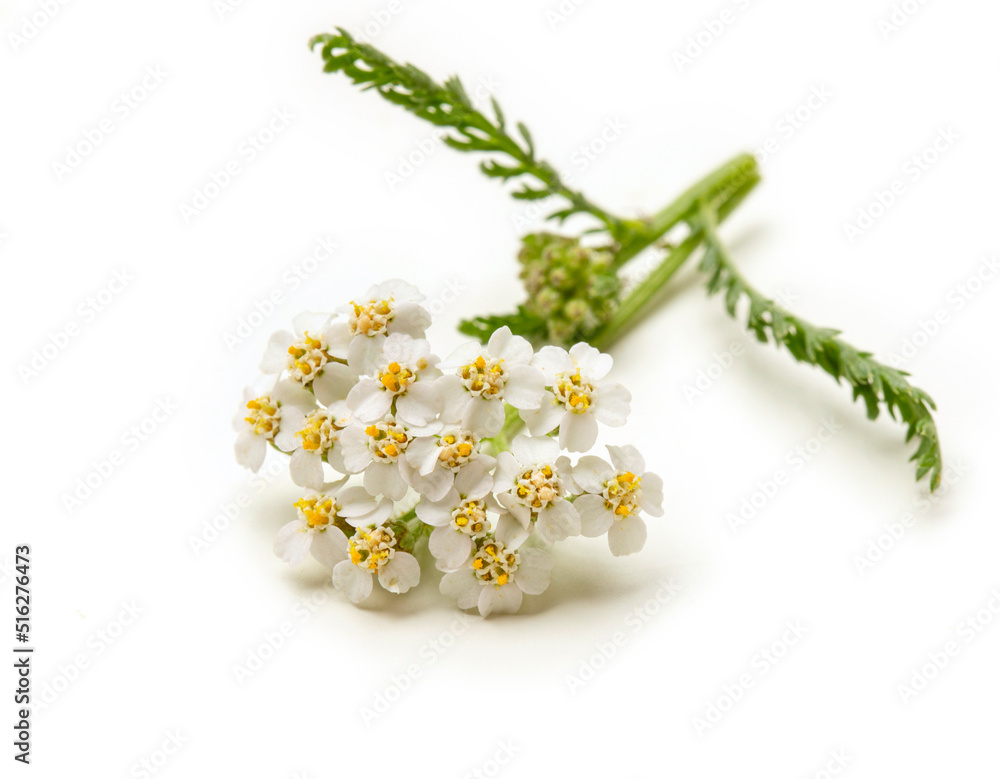 Fresh white yarrow flowers isolated on white background. Stock Photo ...