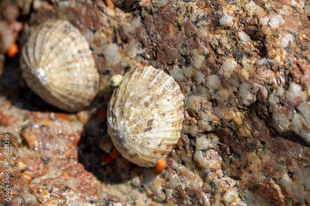 Limpets. An aquatic sea snail clinging on a rock at the St Brelade ...