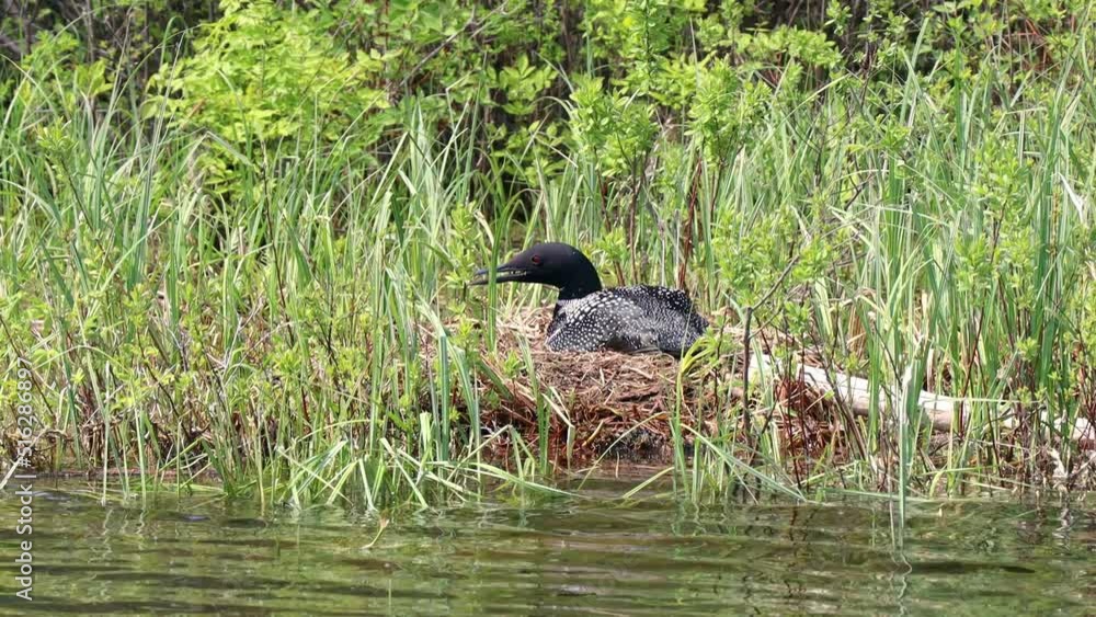 Common Loon sitting on her nest among the reeds along the shore of Lake ...