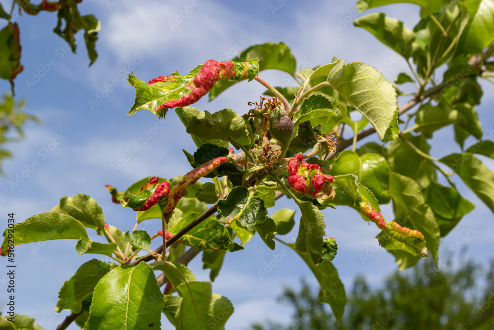 Aphids curled foliage, close up Leaf curled on cherry tree, Prunus sp ...