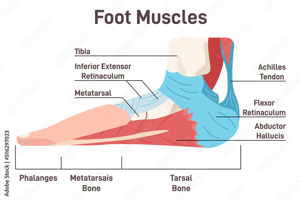 Foot muscles and tendons. Anatomy of leg and foot, human Stock Vector ...