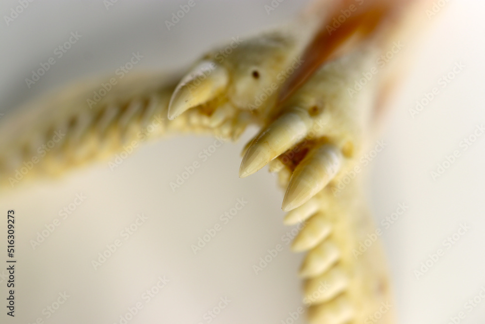 Poster Specimen of the jaw fang skeleton of Japanese red sea bream(5Kg ...