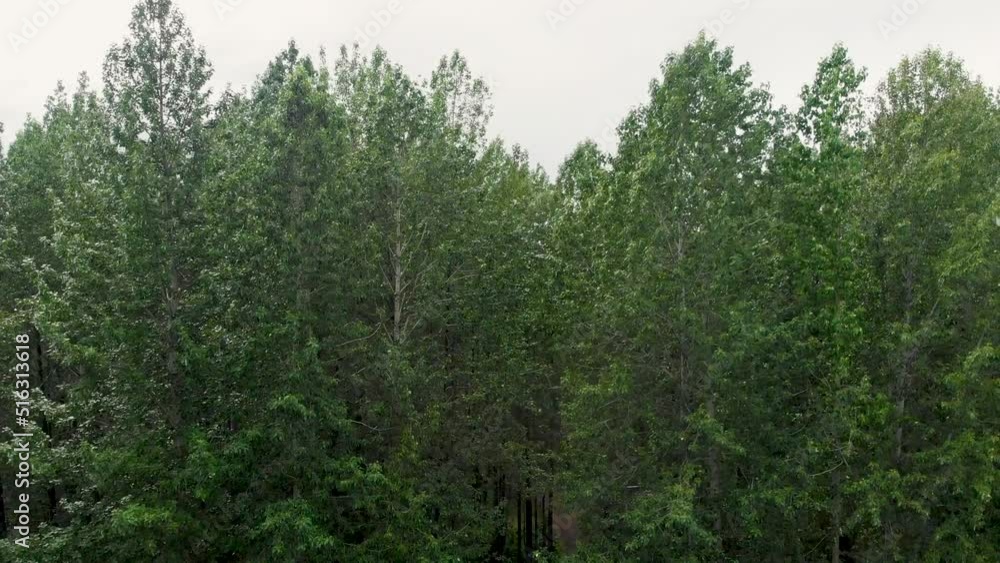4K Drone Video of Cottonwood Tree Forest near Denali State Park in ...