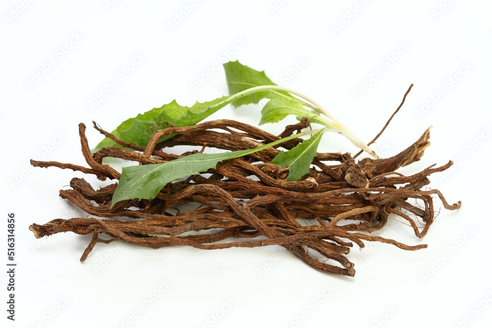 Organic dried roots of dandelion, Taraxacum officinale, traditional ...