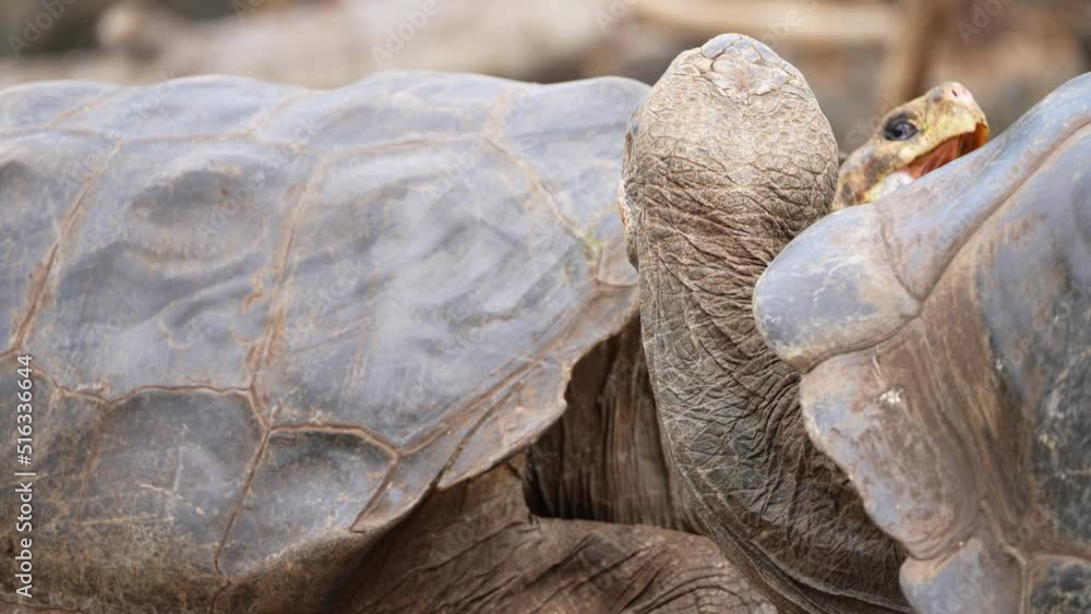Pair Of Giant Galapagos Tortoises Raising Their Heads With Mouth Open ...