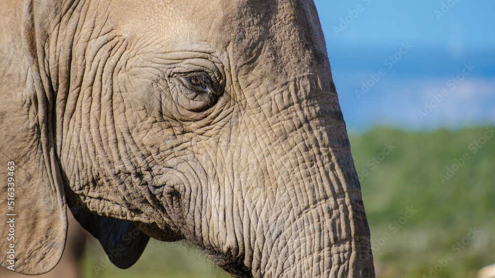 Elephants bathing, Addo Elephant Park South Africa, Family of Elephants ...