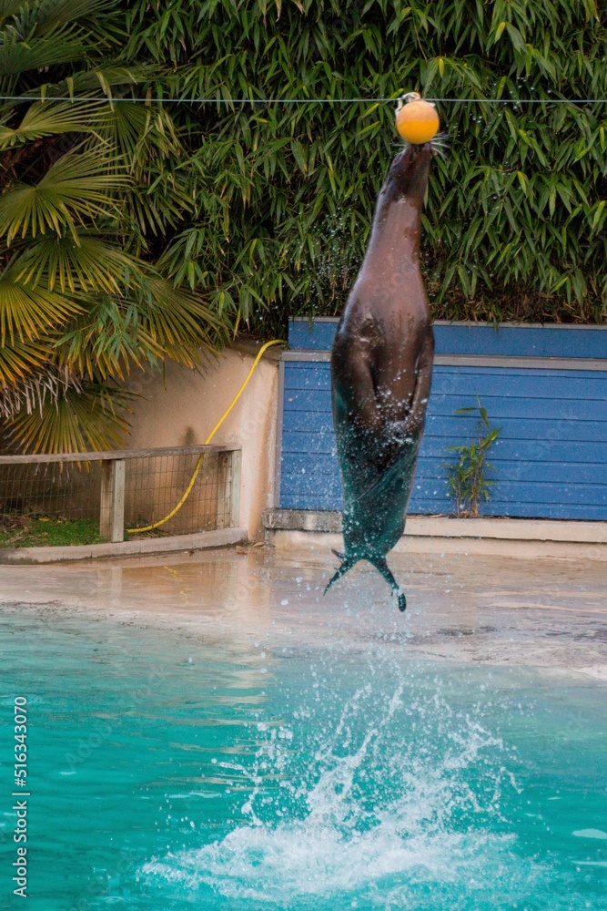 Sea Lions Jumping