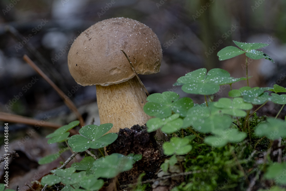 Tylopilus felleus fungus, commonly known as the bitter bolete or the bitter tylopilus Stock ...