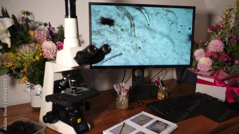 Scientist looking at a soil sample under the microscope. Studying a ...