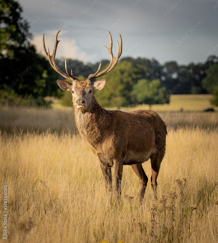 Here is a selection of my best wildlife photos of mammals taken of the ...