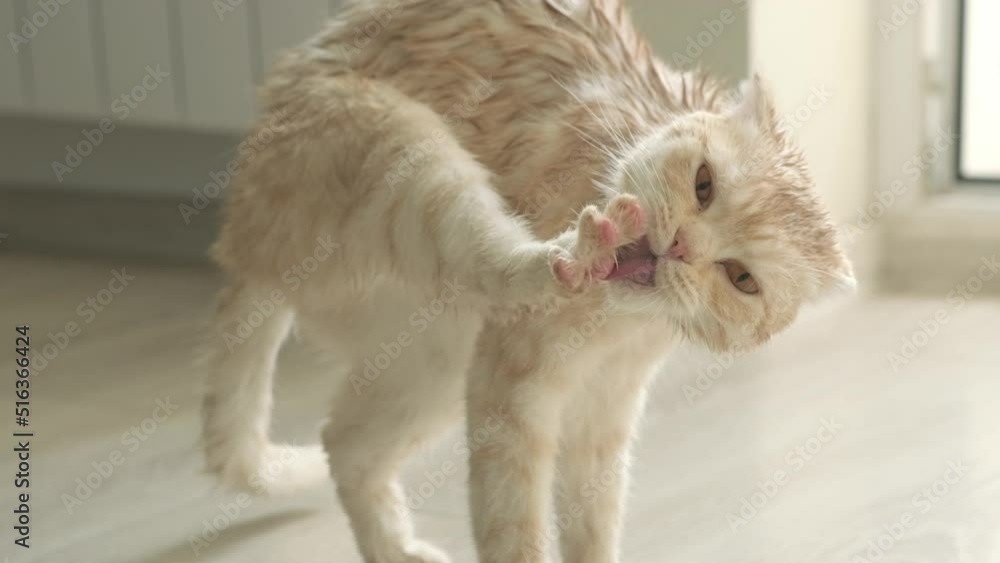 Funny wet red tabby cute Scottish fold kitten after bath licks its hind ...