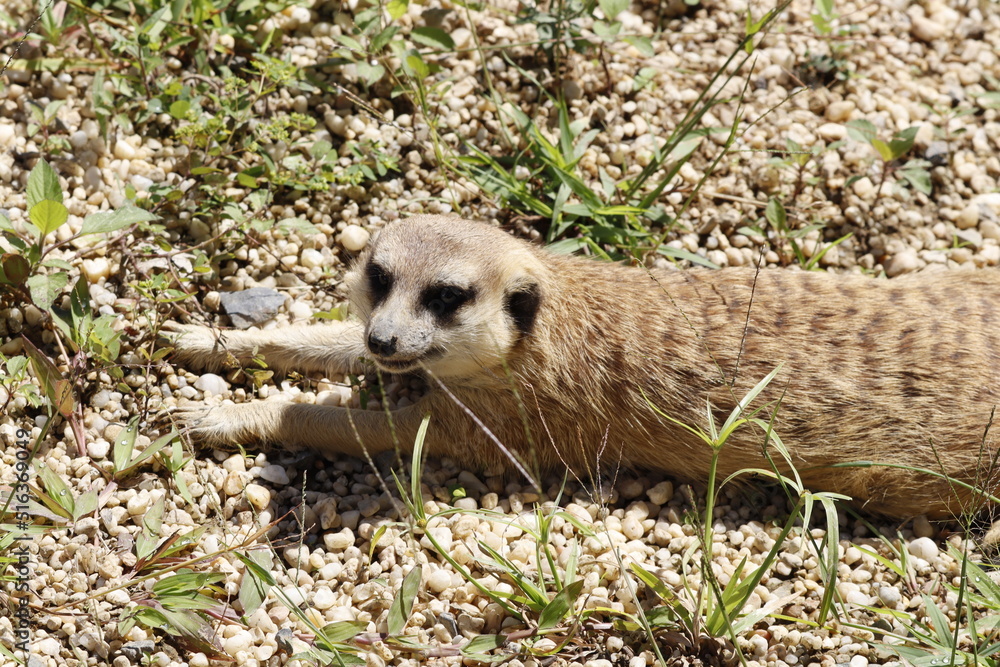 Imágenes de animales hermosos con bellos colores Stock Photo | Adobe Stock
