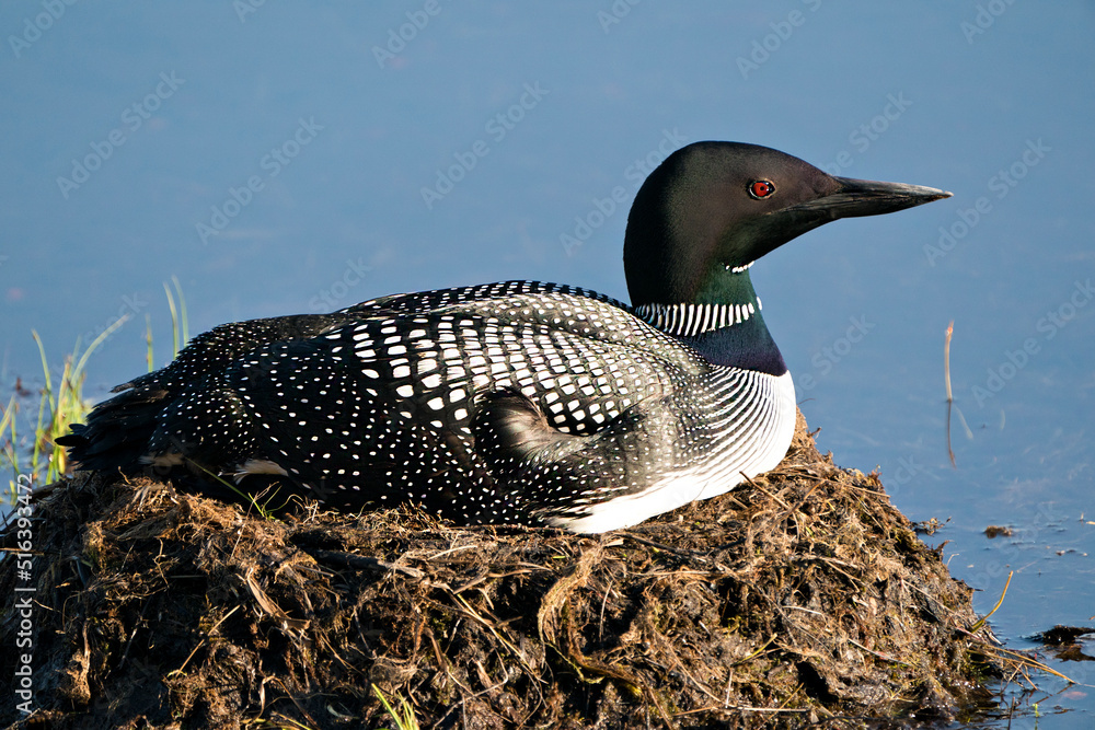 Common Loon Photo Stock. Loon Nest Image. Nesting with marsh grasses ...