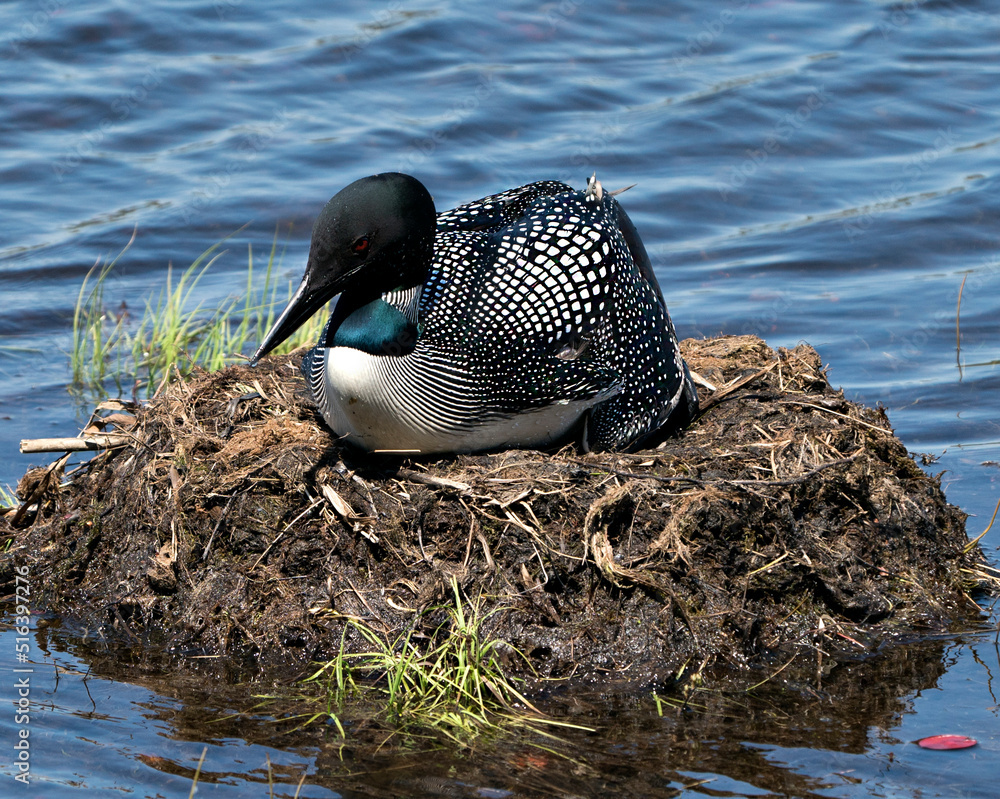 Common Loon Photo Stock. Loon Nest Image. Nesting with marsh grasses ...
